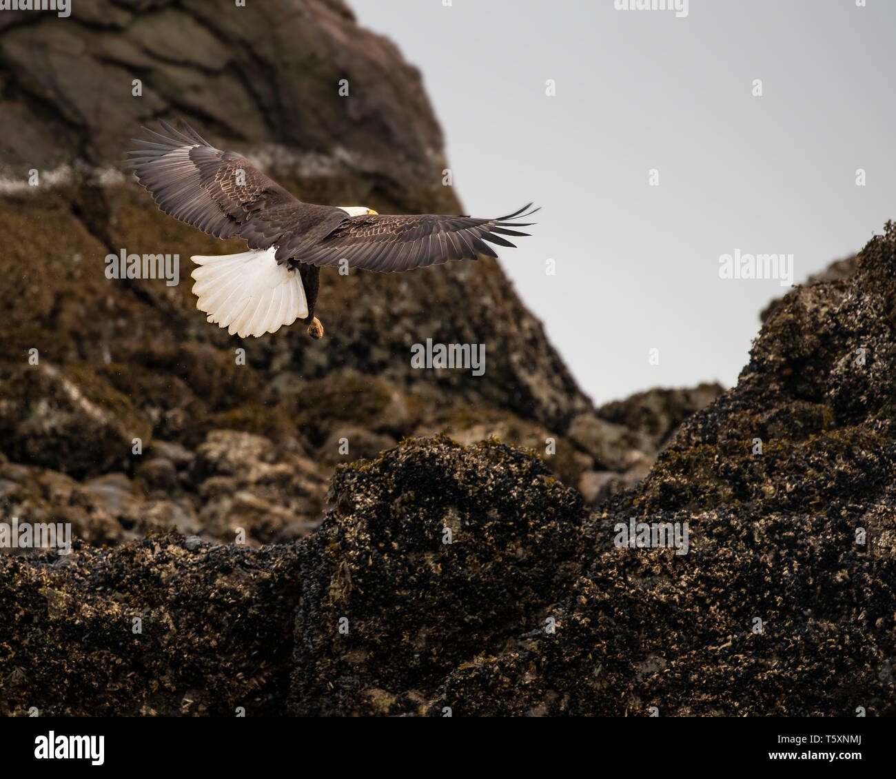 Bald Eagles photographed near Homer, Alaska Stock Photo - Alamy