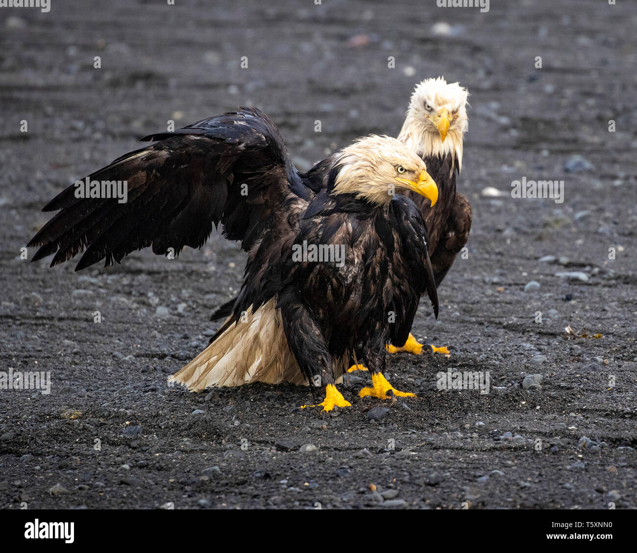 Bald Eagles photographed near Homer, Alaska Stock Photo - Alamy