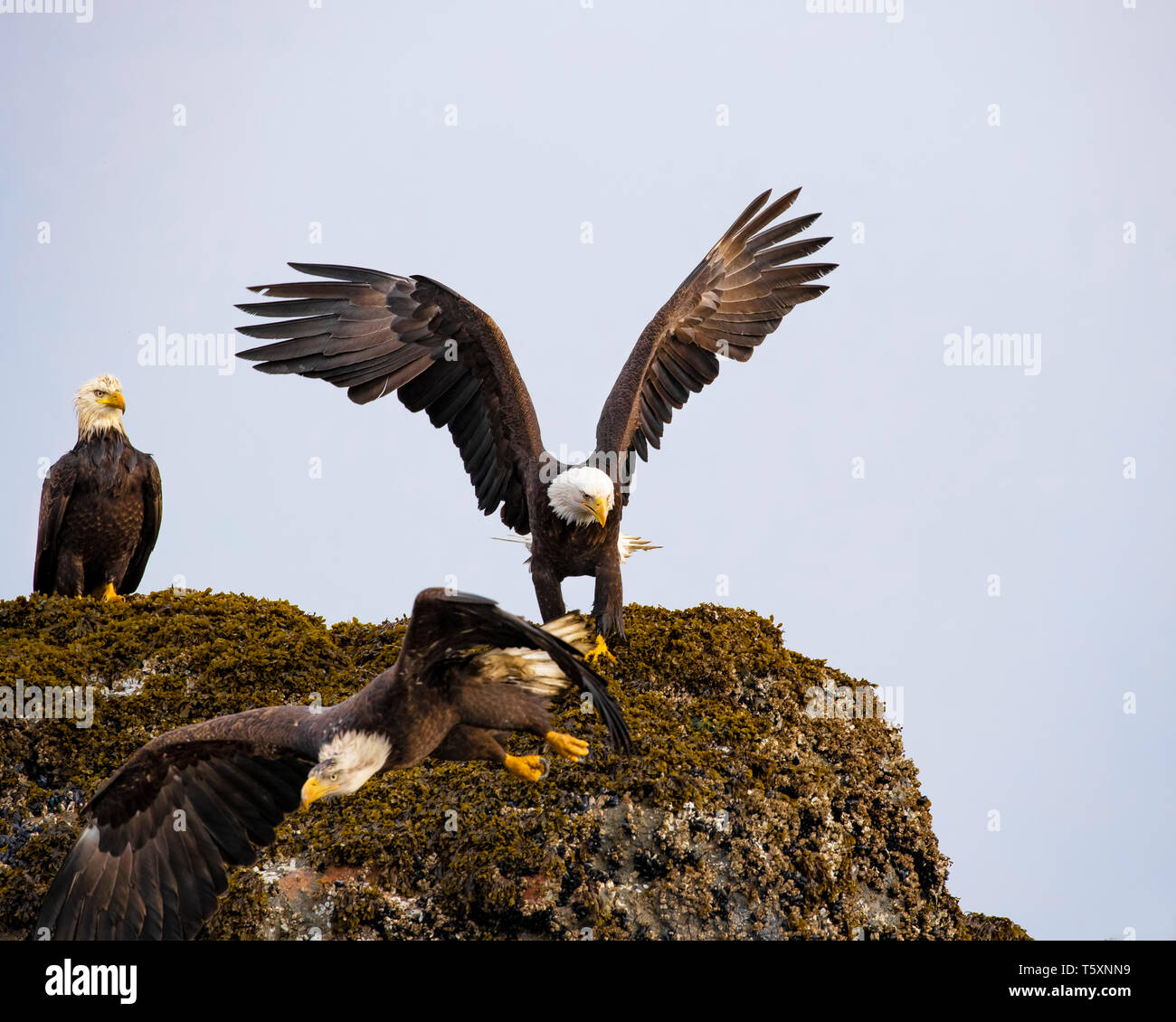 Bald Eagles photographed near Homer, Alaska Stock Photo - Alamy