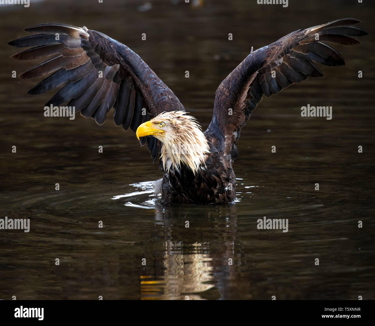 Bald Eagles photographed near Homer, Alaska Stock Photo - Alamy