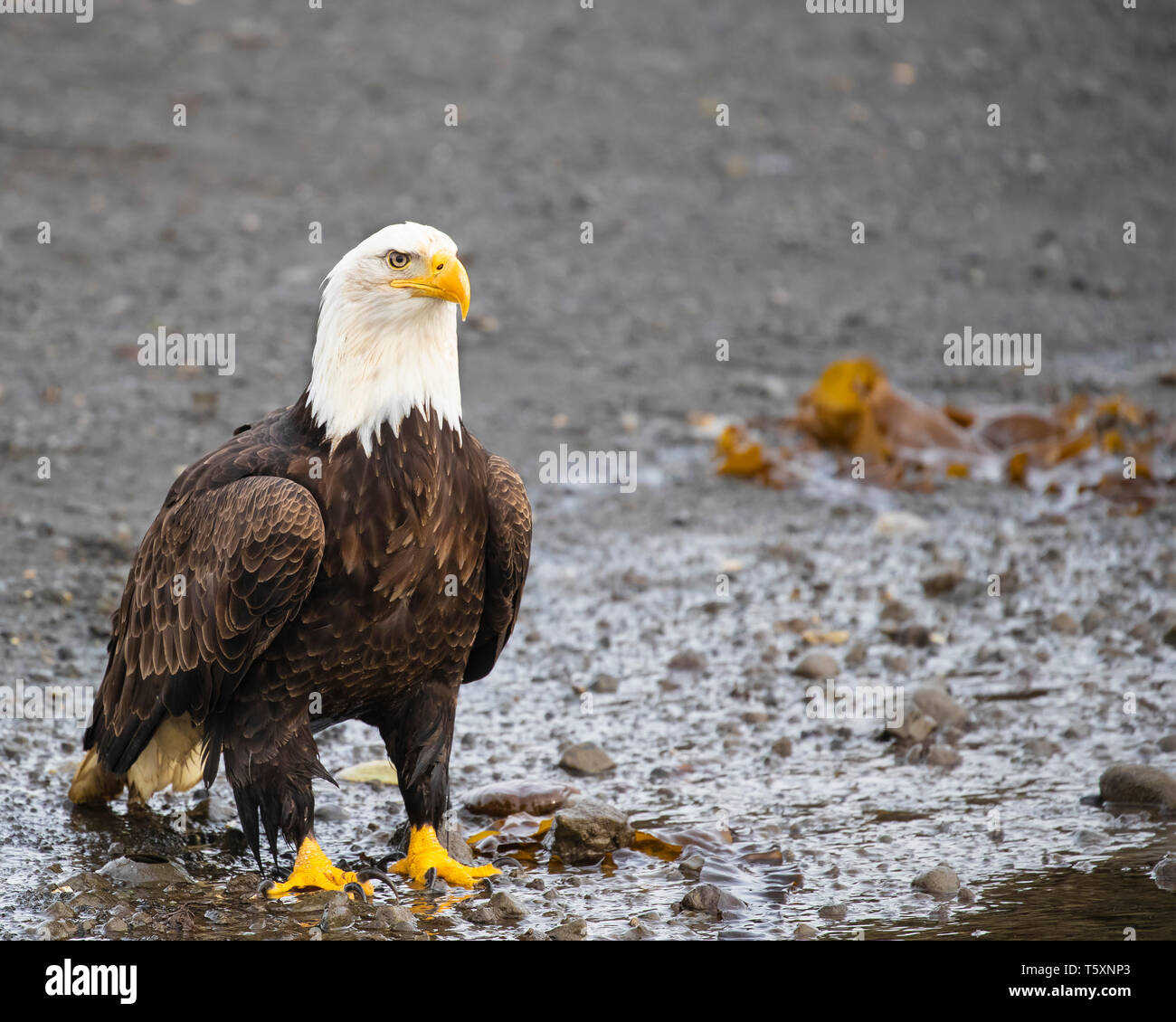 Bald Eagles photographed near Homer, Alaska Stock Photo - Alamy