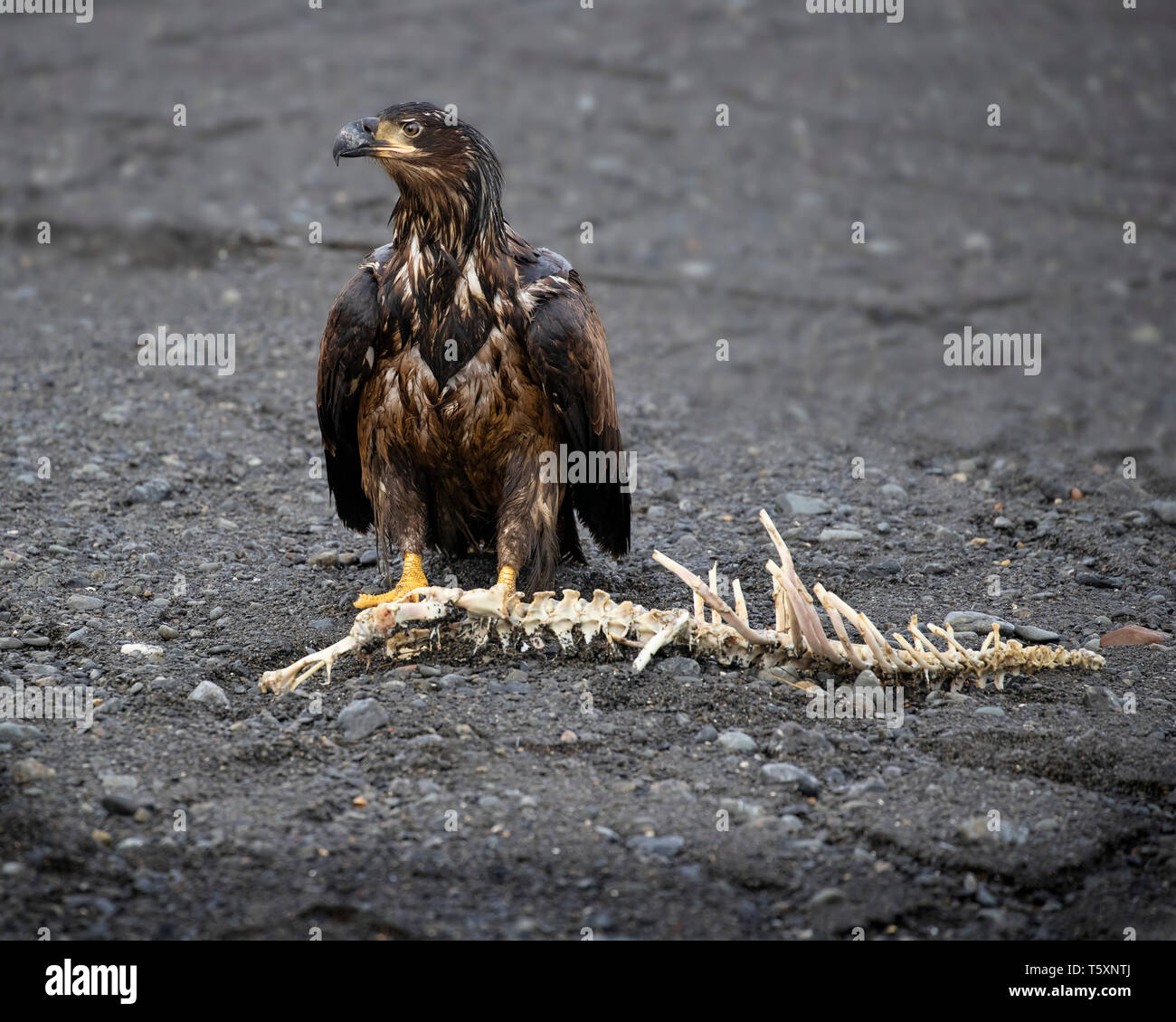 Bald Eagles photographed near Homer, Alaska Stock Photo - Alamy