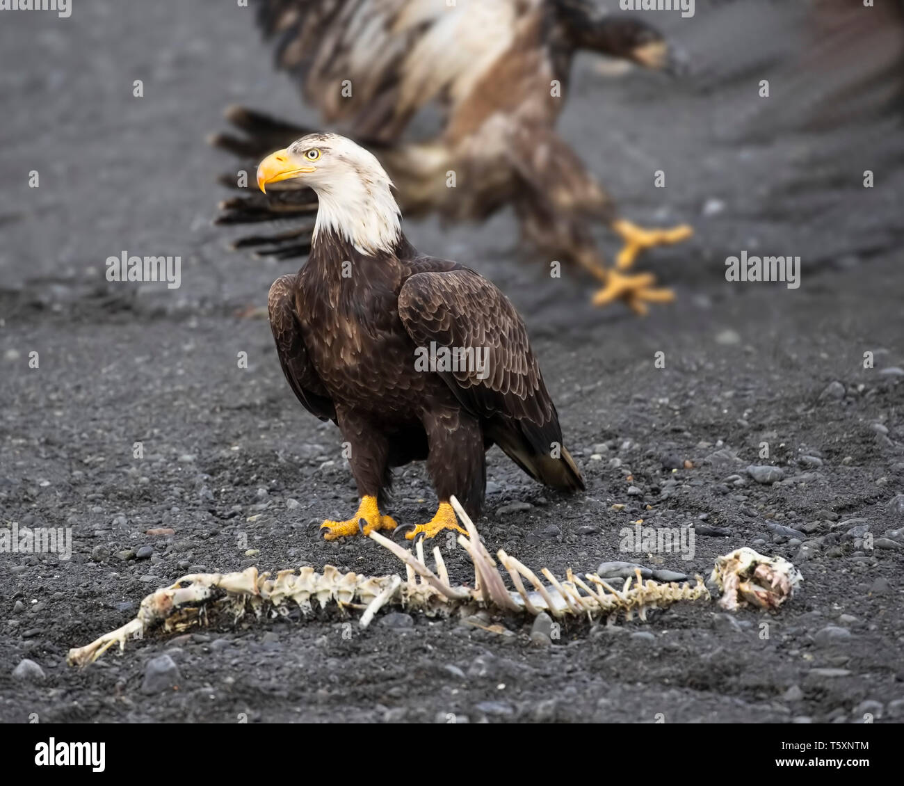 Bald Eagles photographed near Homer, Alaska Stock Photo - Alamy