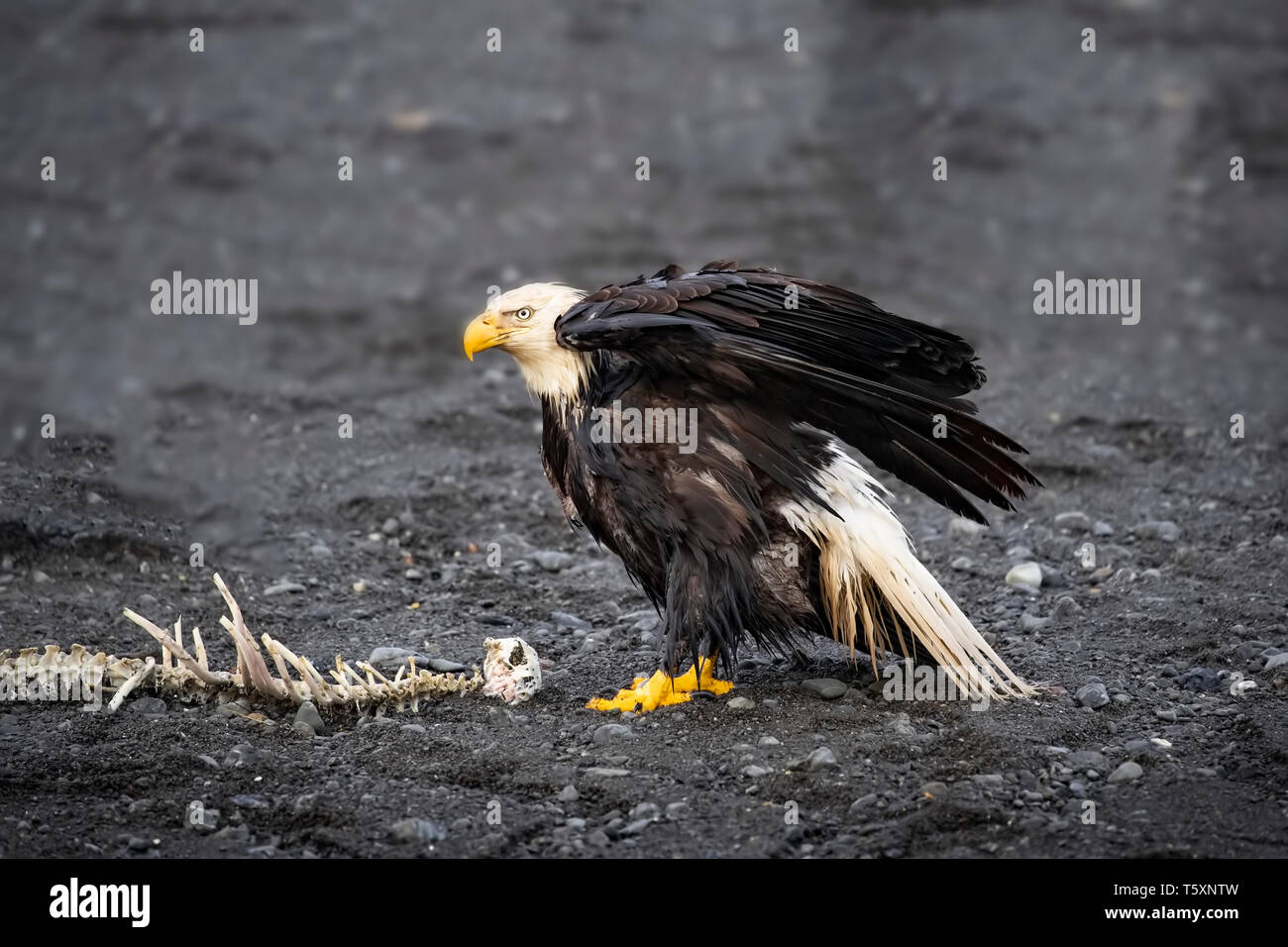 Bald Eagles photographed near Homer, Alaska Stock Photo - Alamy