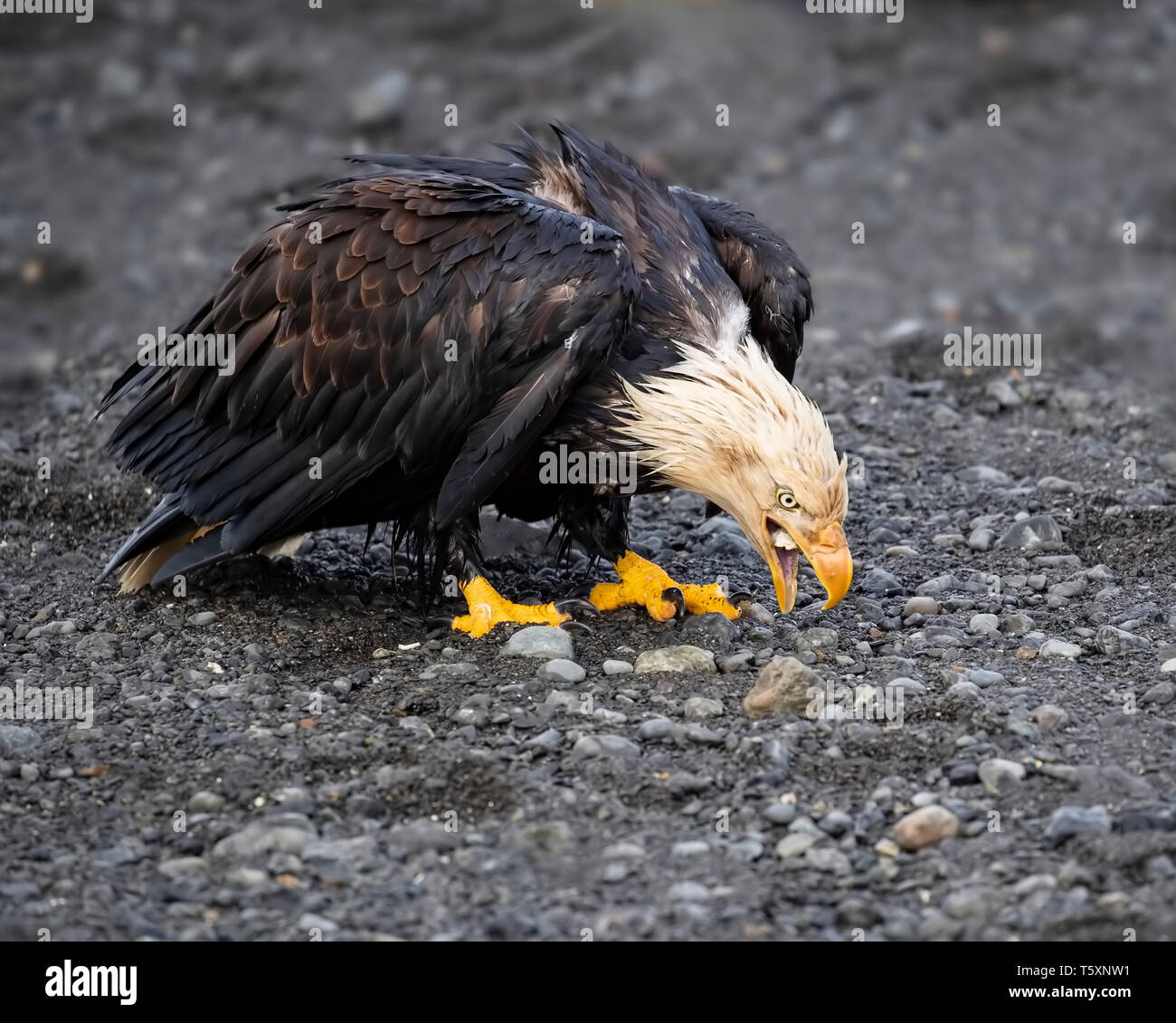 Bald Eagles photographed near Homer, Alaska Stock Photo - Alamy
