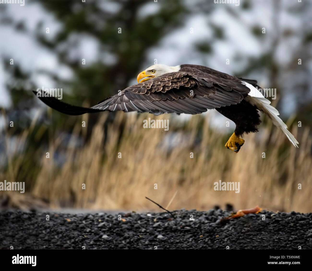 Bald Eagles photographed near Homer, Alaska Stock Photo - Alamy