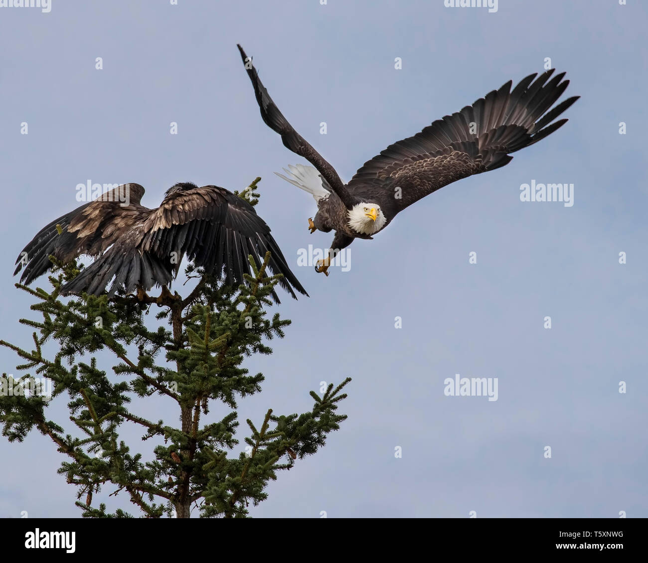 Bald Eagles photographed near Homer, Alaska Stock Photo - Alamy