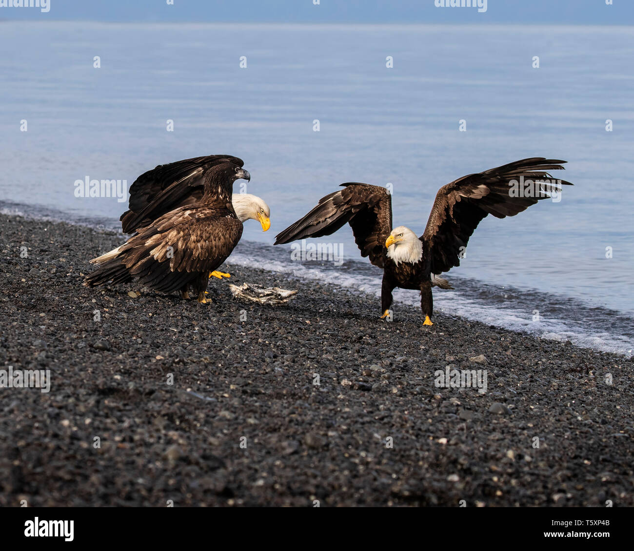 Bald Eagles photographed near Homer, Alaska Stock Photo - Alamy
