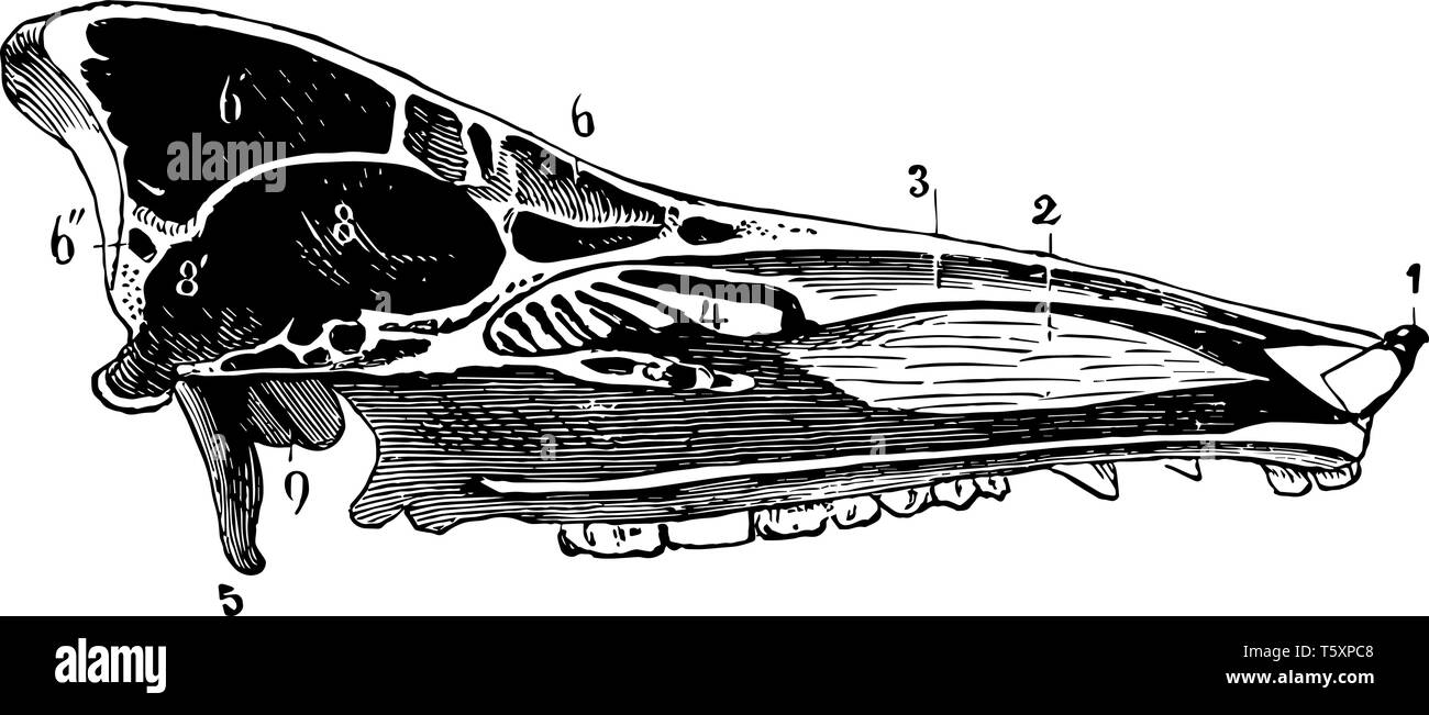 Skull of a Hog in which maxillary turbinal and frontal turbinal are ...