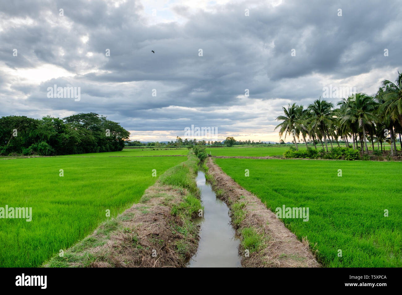 Rice fields with canal ditch in countryside Stock Photo - Alamy