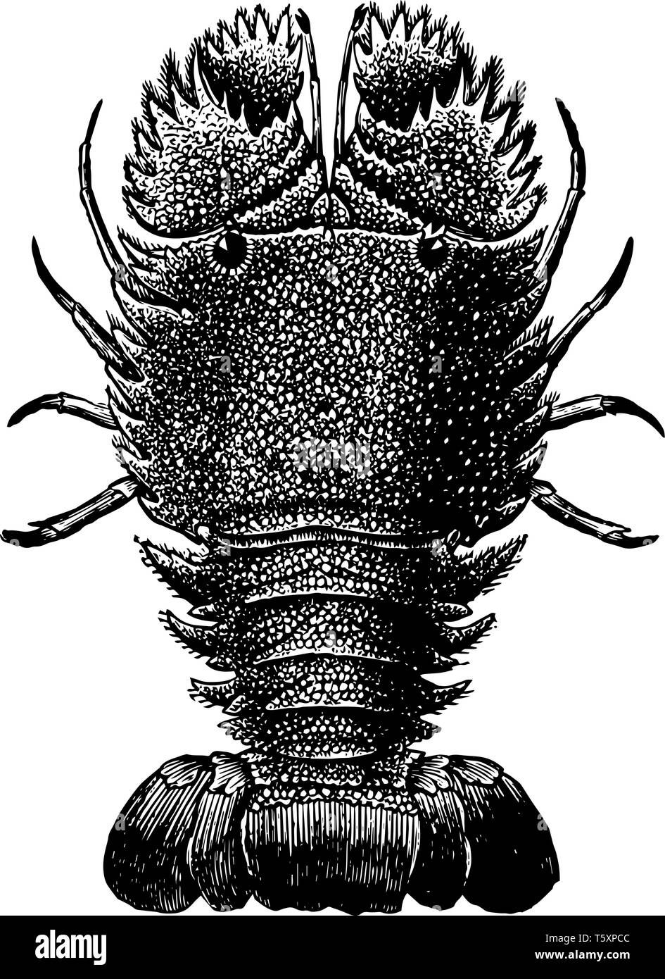 Decapod crustaceans hi-res stock photography and images - Alamy