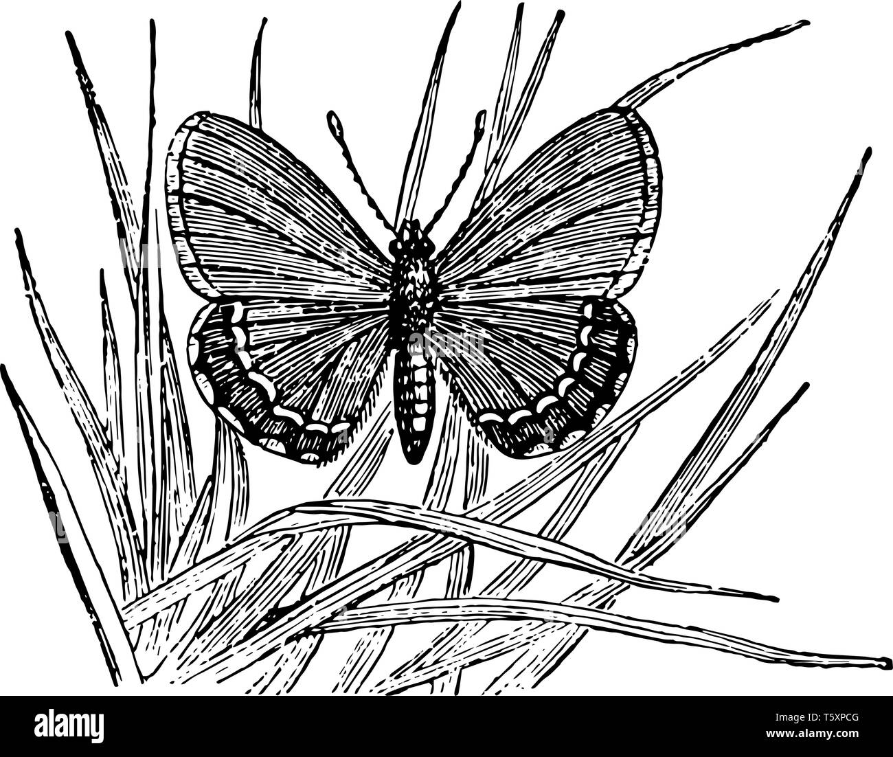 Lycaena Battus which is also known as the Brown Argus vintage line ...