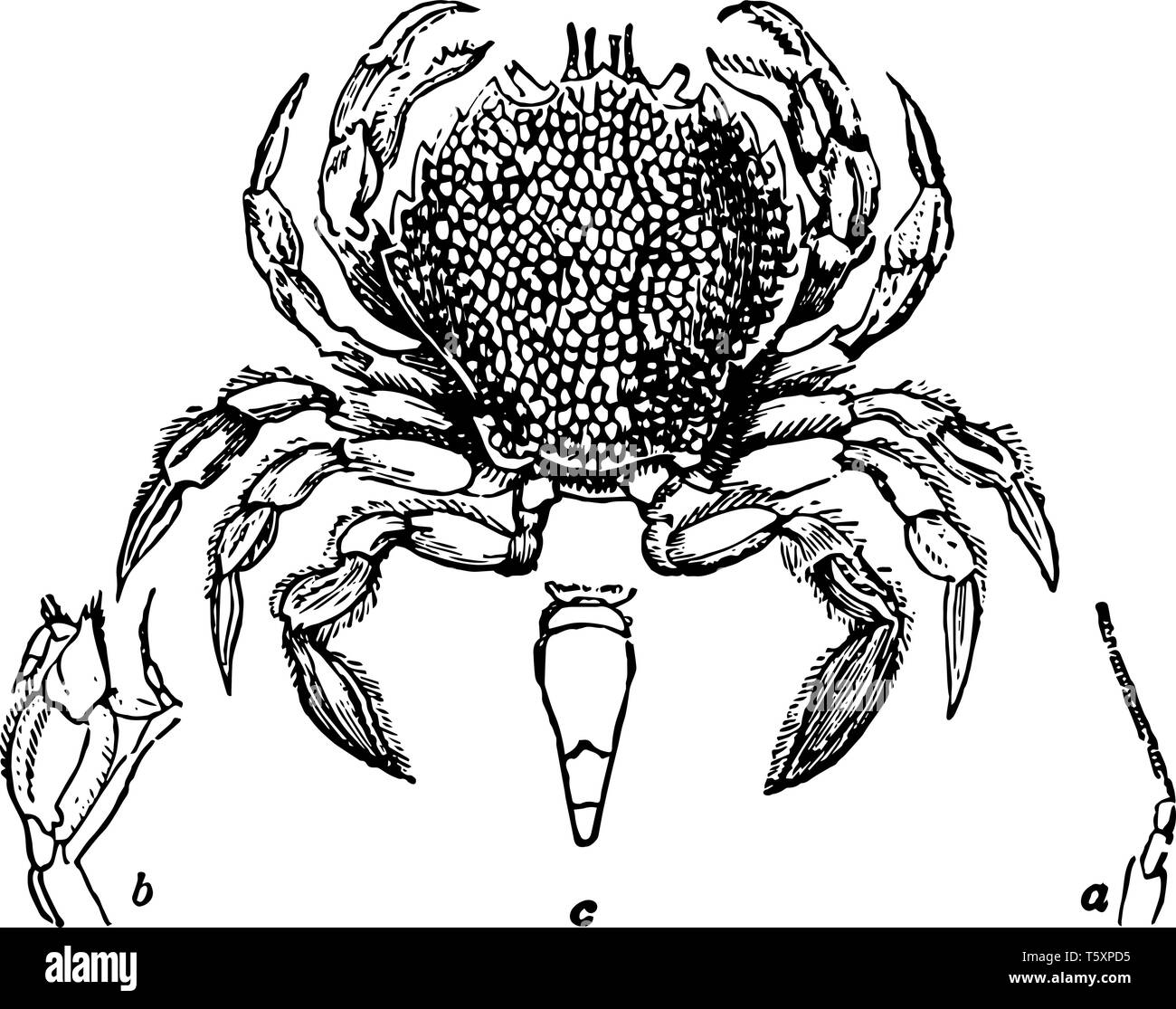 Various labels of Male Portunus Variegatus vintage line drawing or ...