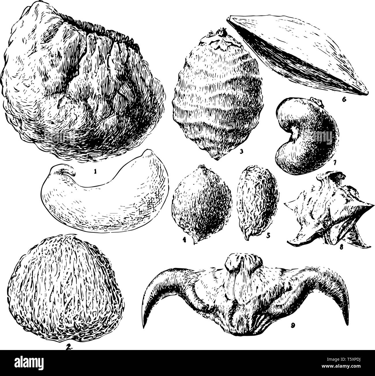 Nut like shell Stock Vector Images - Alamy