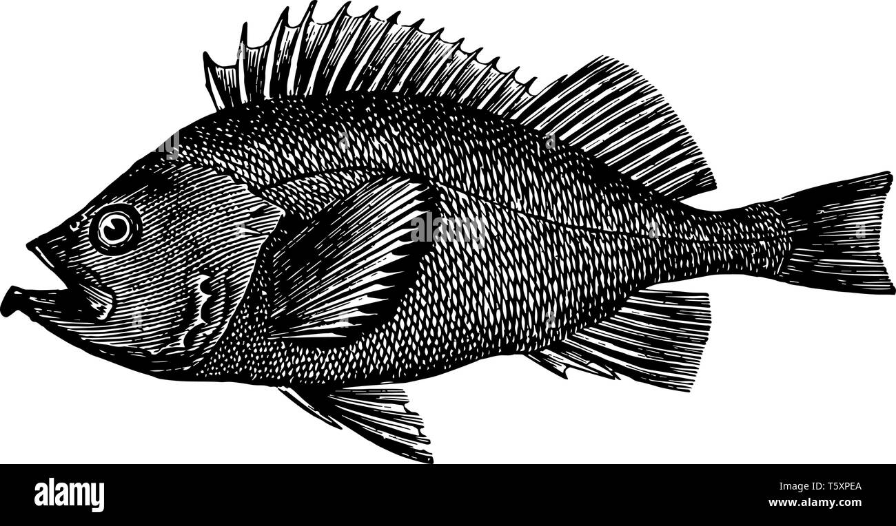 Rose Fish is a species in the Sebastidae family named for the red color ...