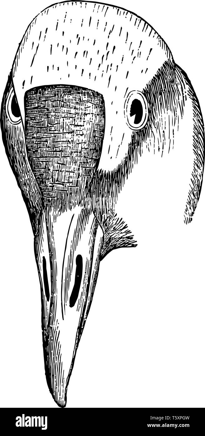 This illustration represents Coot Head vintage line drawing or ...