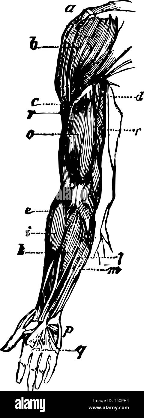 Arm muscle drawing hi-res stock photography and images - Alamy