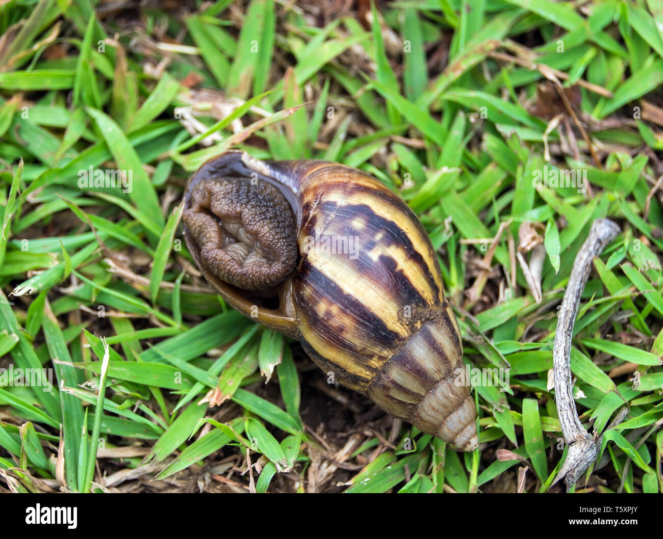 Hiding snail hi-res stock photography and images - Alamy