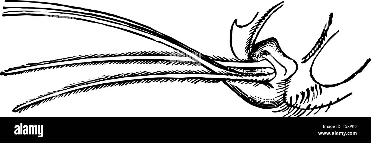 Tsetse fly Stock Vector Images - Alamy