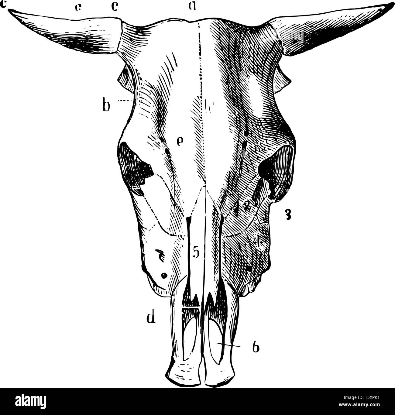 Ox Skull which consist of frontal crest and lateral crest vintage line ...