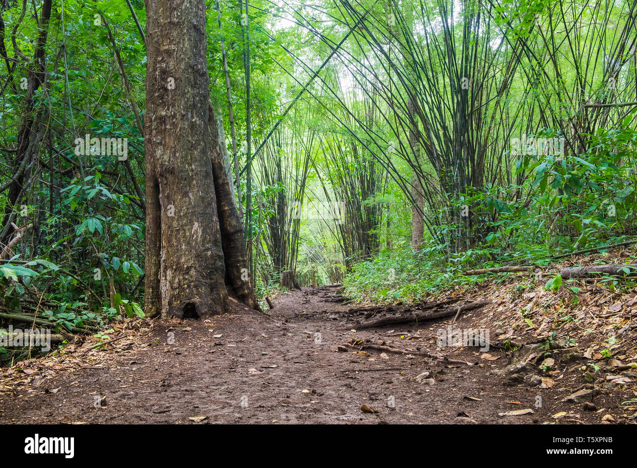 bamboo forest groove in national park,kanchanaburi,thailand Stock Photo ...