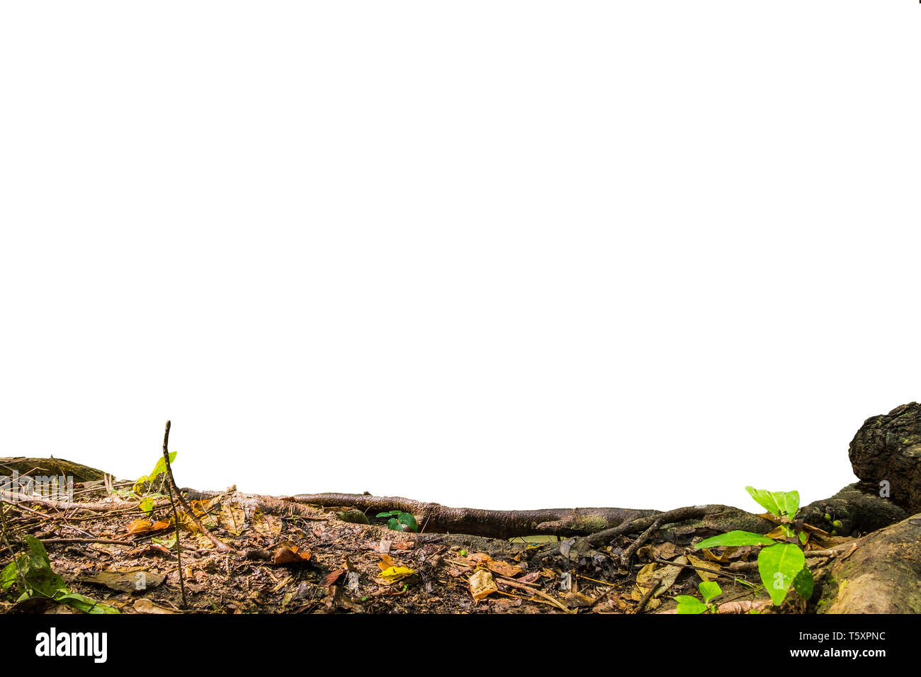 Timber plant hi-res stock photography and images - Alamy