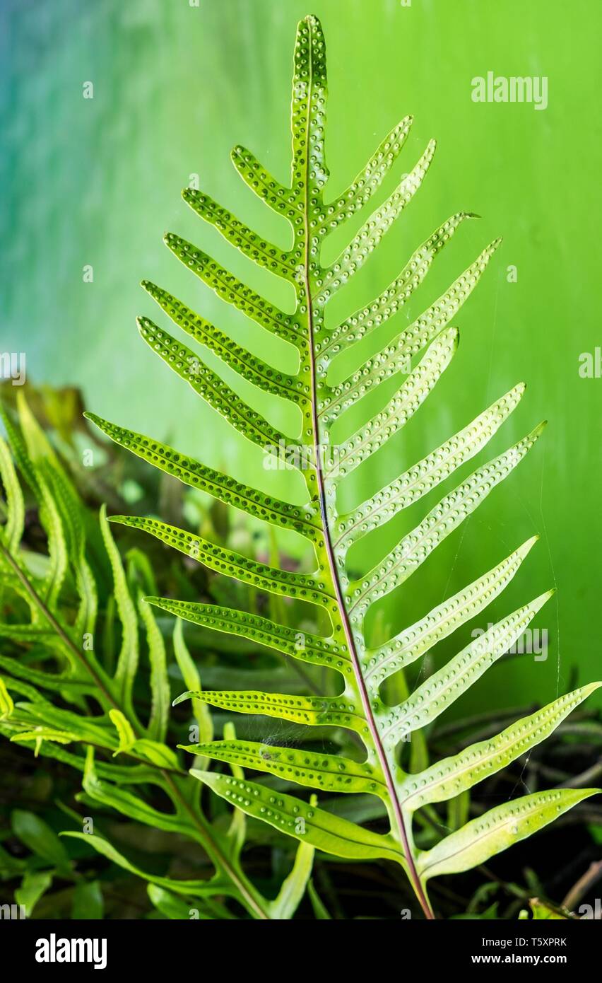 Maile hi-res stock photography and images - Alamy