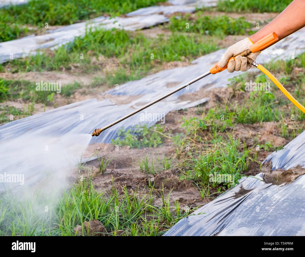Hand Farmer spraying pesticides or fertilizers for agriculture Stock ...