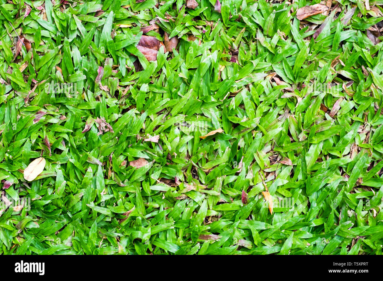 Green grass bright texture background Stock Photo - Alamy
