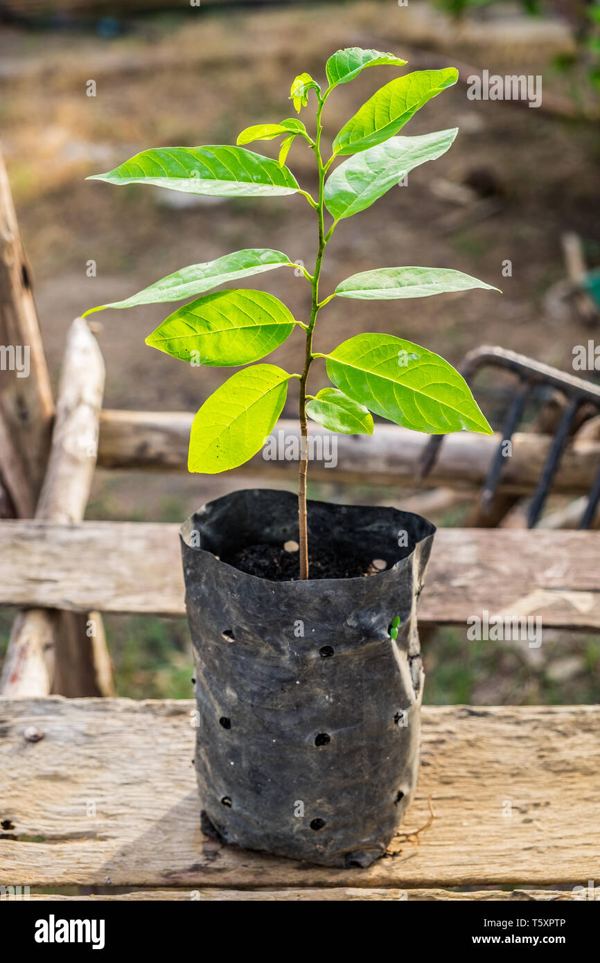 Tree shoots in black bag on table Stock Photo - Alamy