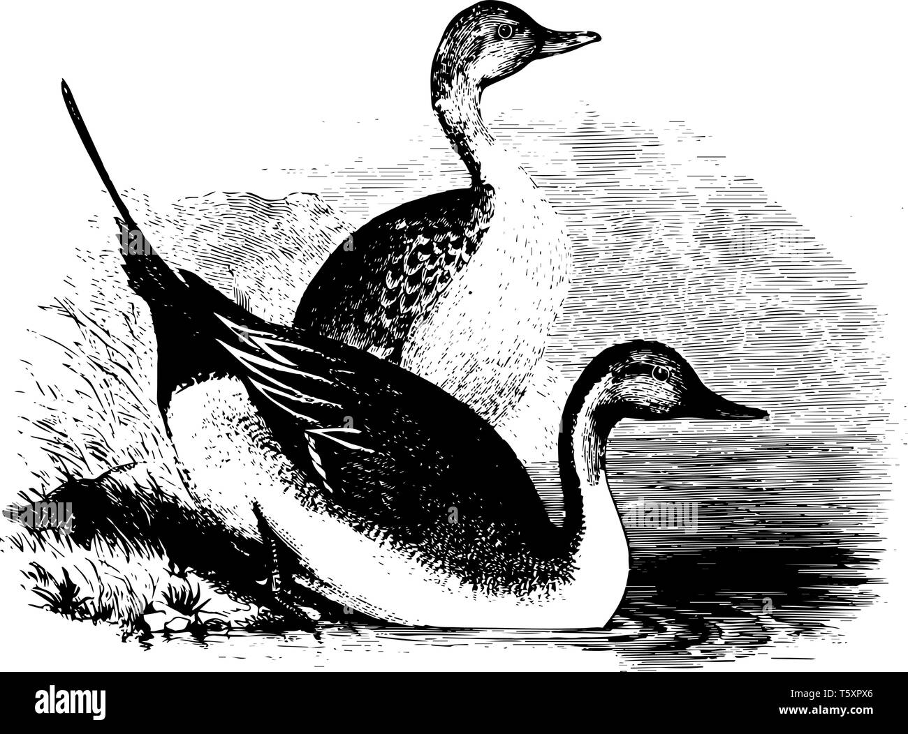 This diagram represents Pin tail Ducks vintage line drawing or ...
