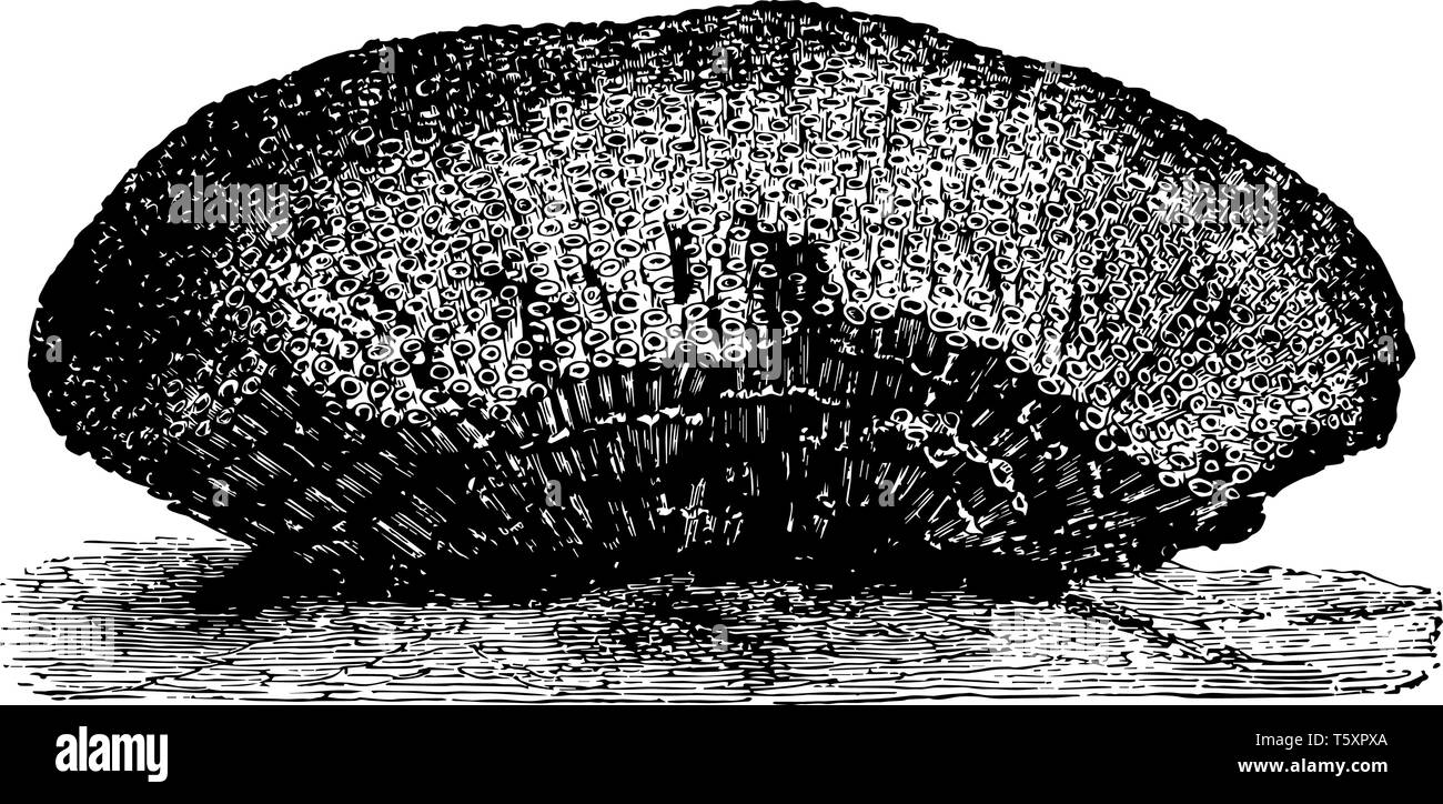 Tubipora Musica is a calcareous coral vintage line drawing or engraving ...