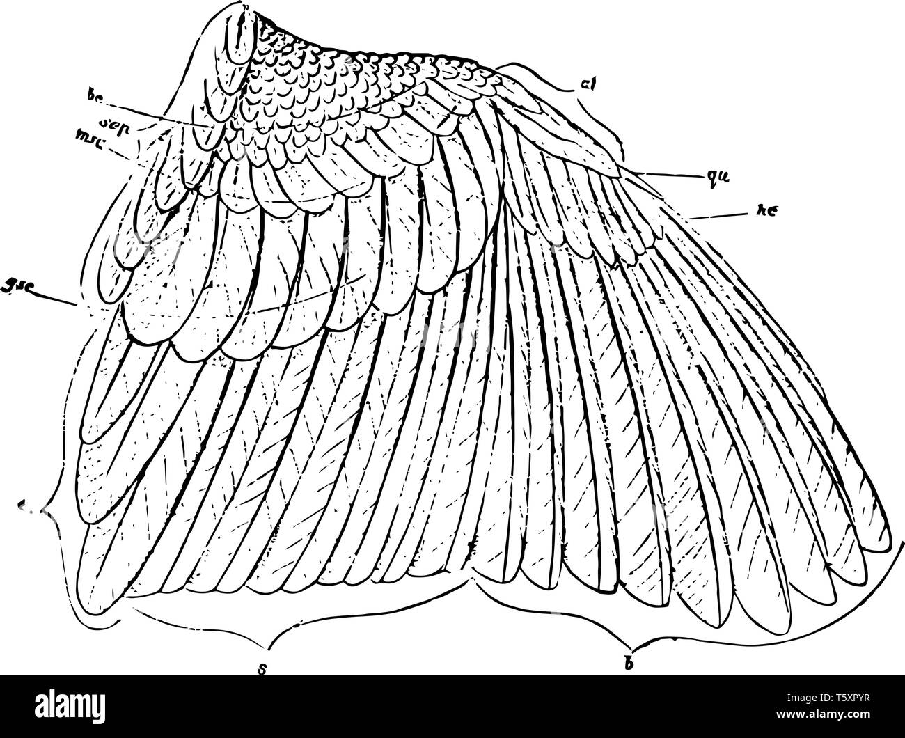 Feathers of a Sparrow Wing median upper secondary coverts, vintage line ...
