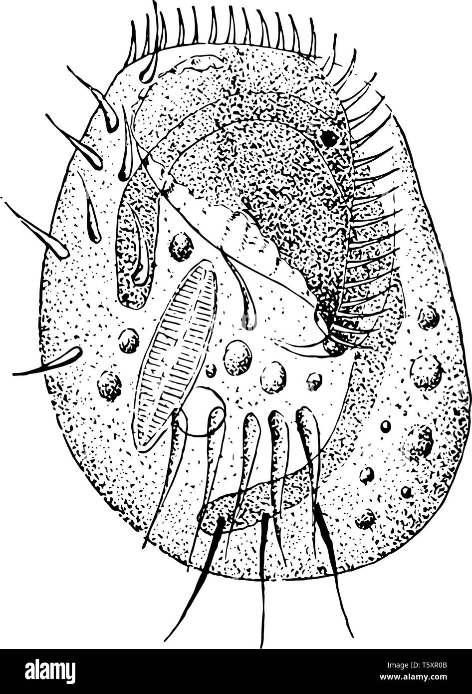 Infusoria is an obsolete collective term for minute aquatic creatures ...