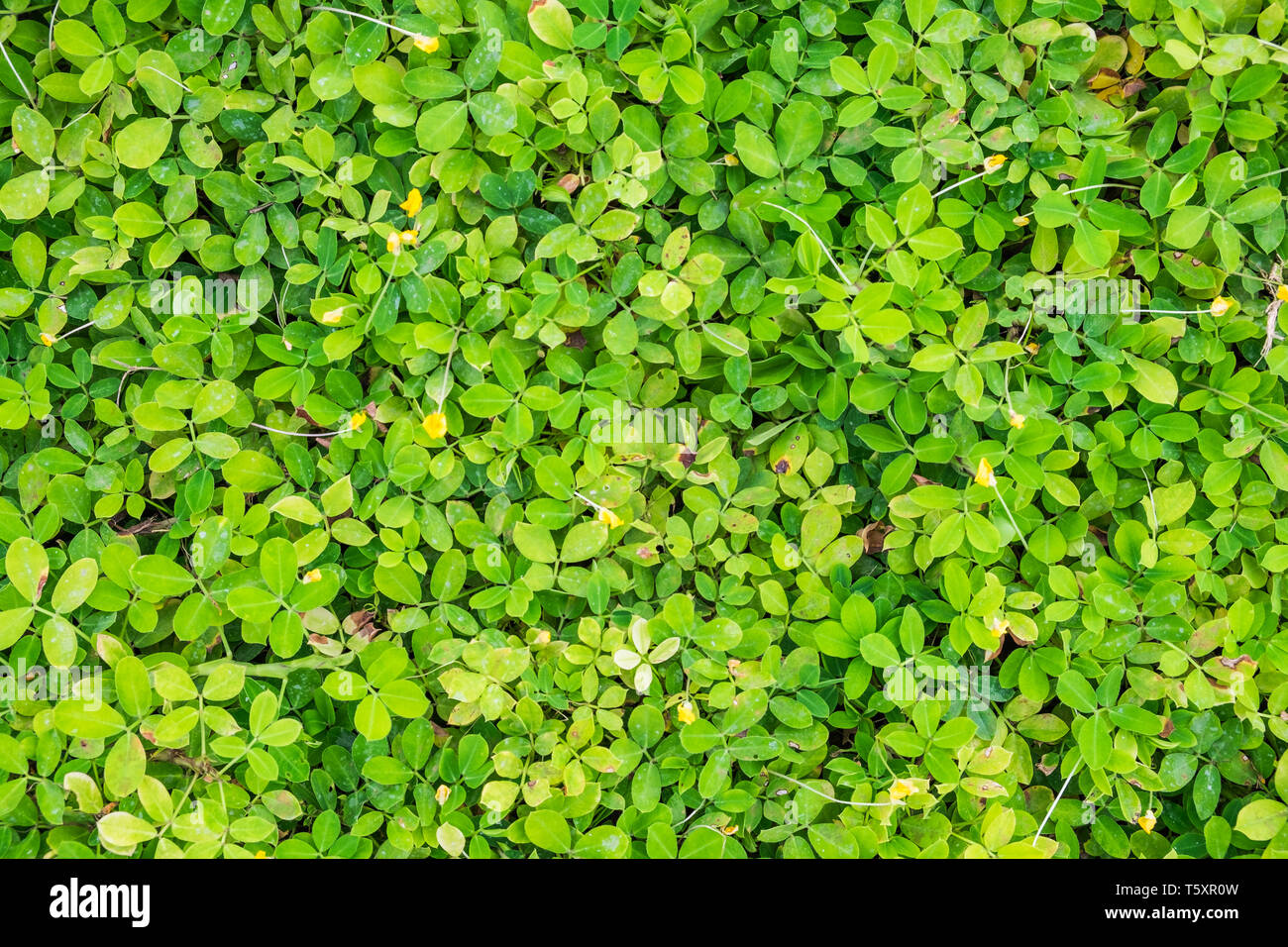 Green beanstalk leaves natural background Stock Photo - Alamy