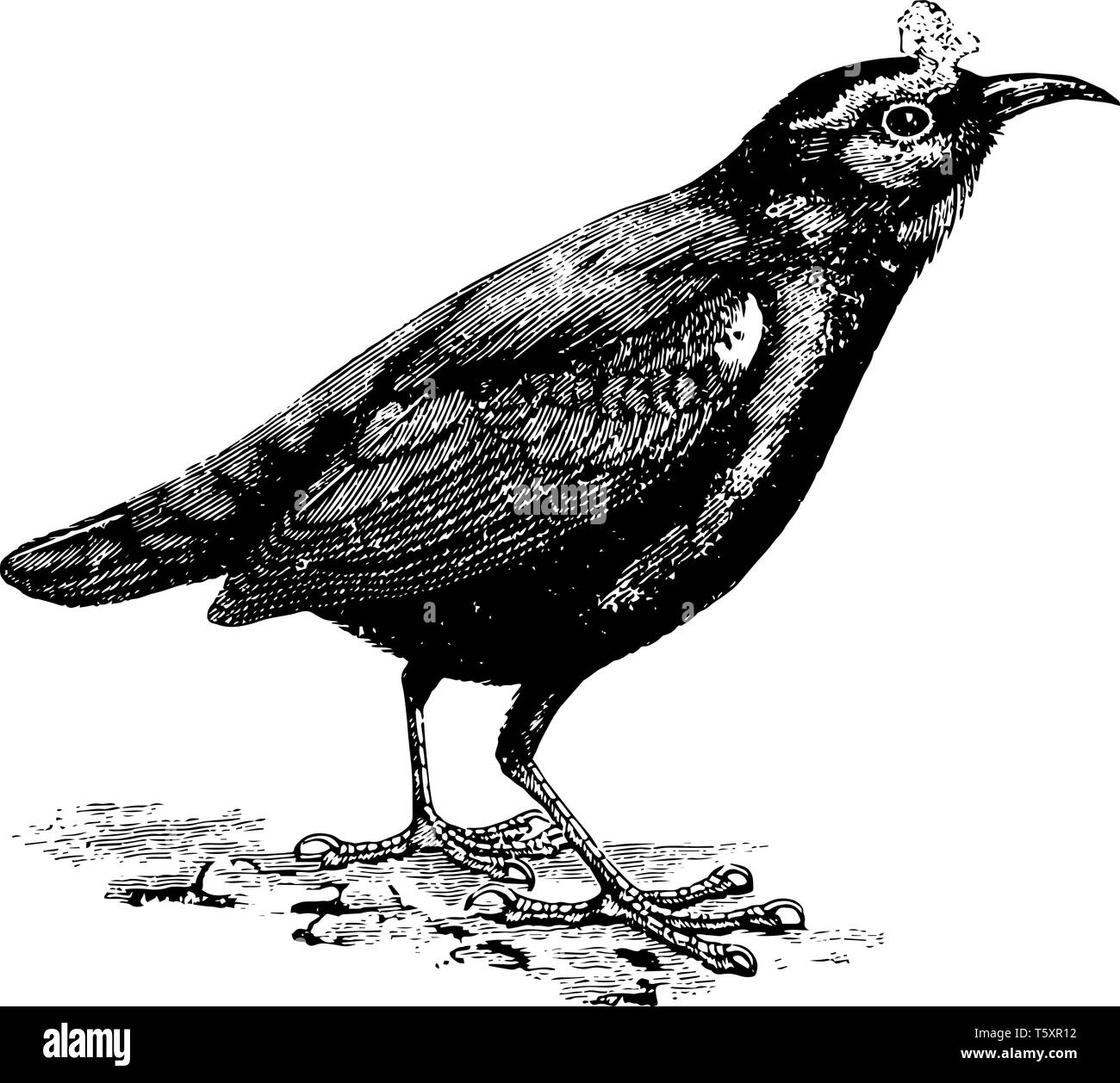 This illustration represents Wattled Pittas, vintage line drawing or ...