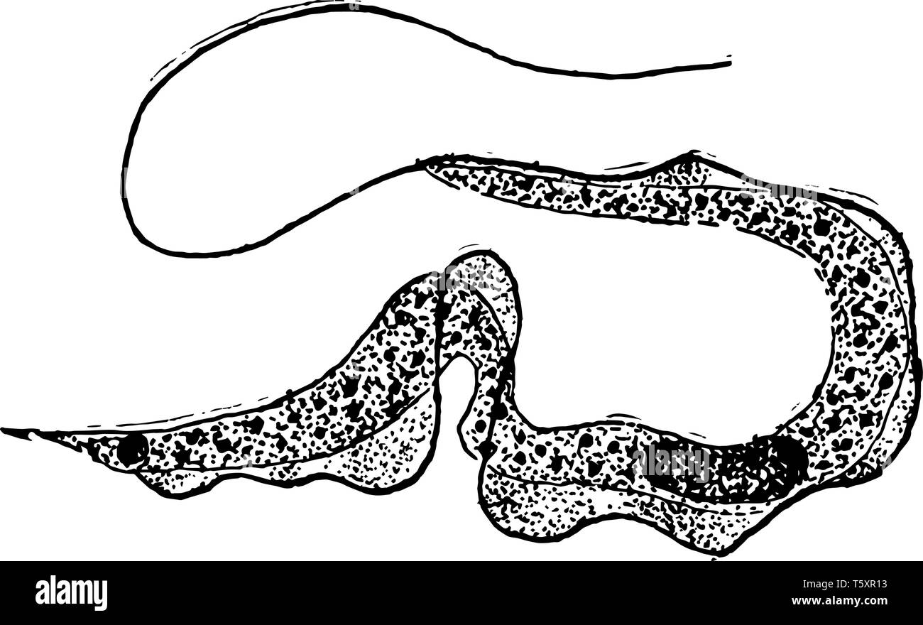 Diagram Of Trypanosoma Cell Stock Vector Image 54092468
