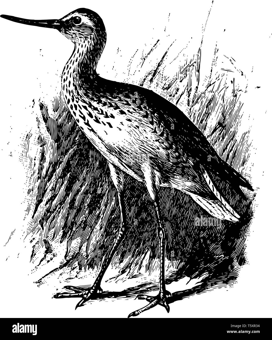 Shorebird family Stock Vector Images - Alamy