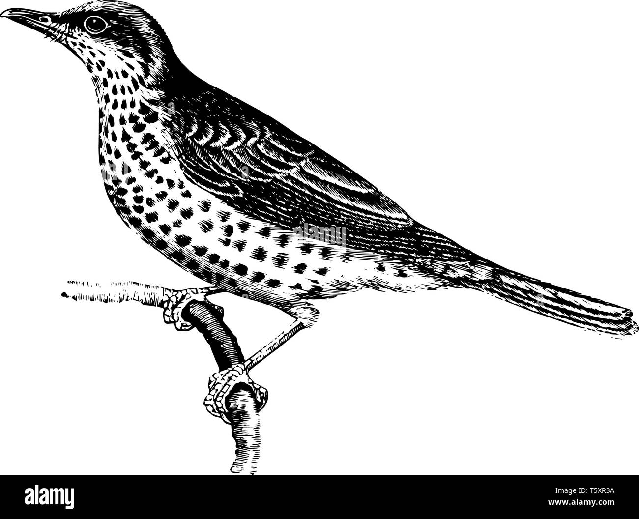 Mistletoe Thrush is ordinarily plain black or brown, vintage line ...