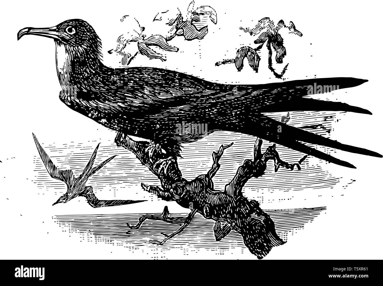 Frigatebirds Stock Vector Images - Alamy