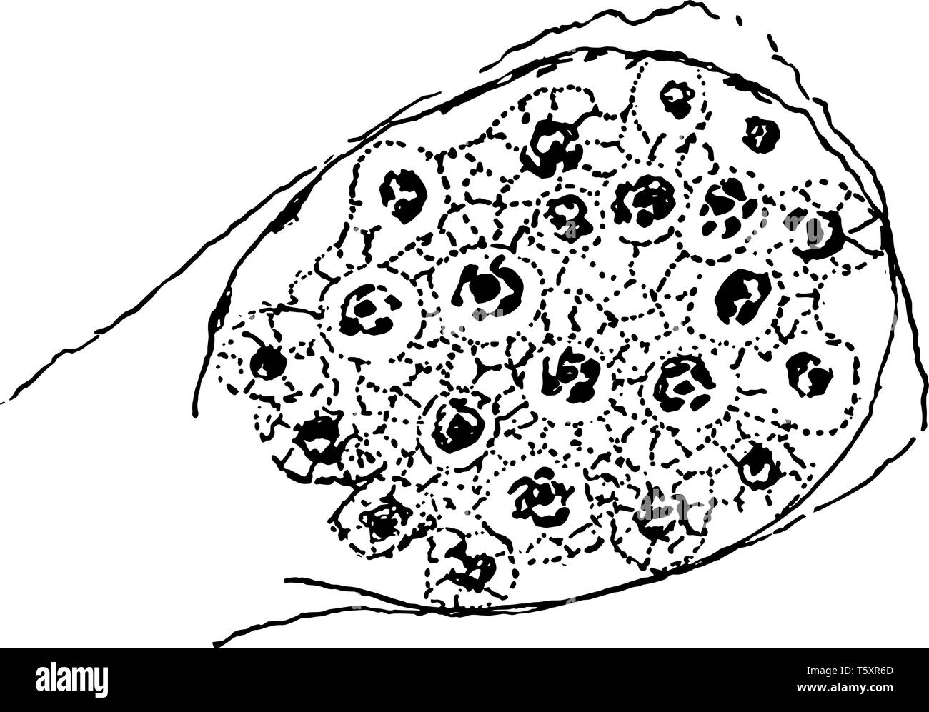 Cyclospora Stock Vector Images - Alamy