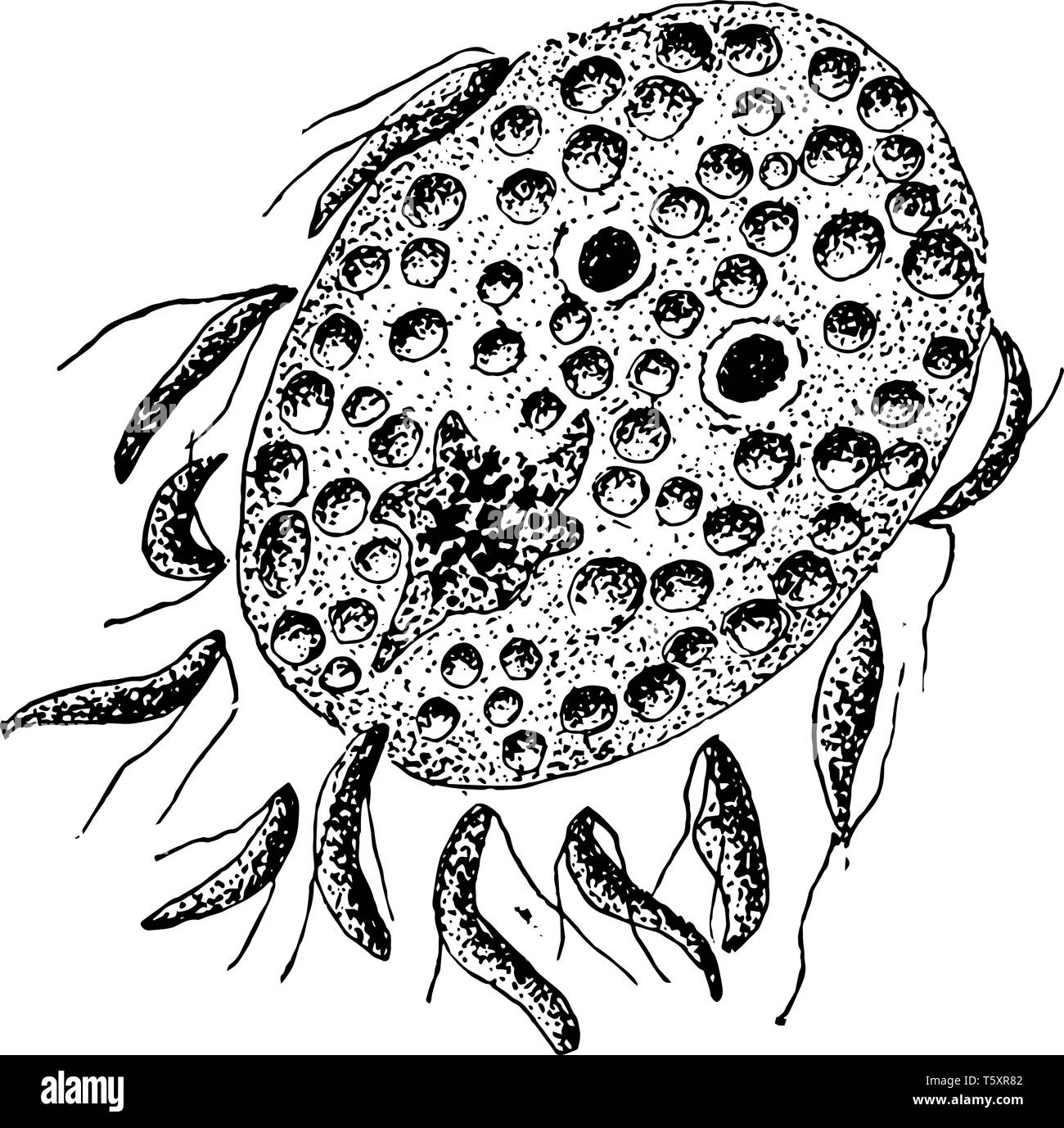 An illustration of the fertilization of the egg by the spermatozooids ...