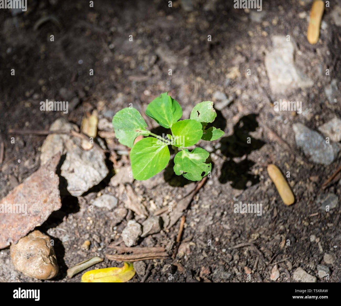 Plant green young sprout growing on soil sunlight Stock Photo - Alamy