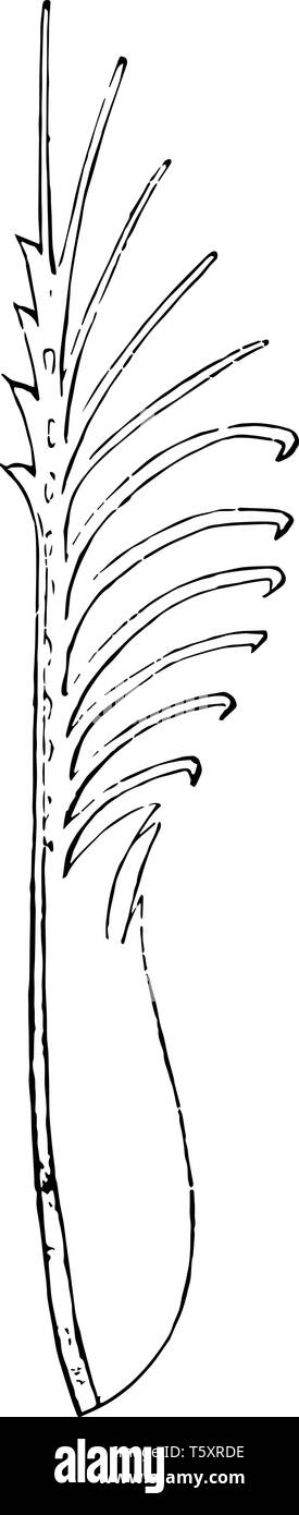 Single Barbule which is simply a sort of fringe to the barbules ...