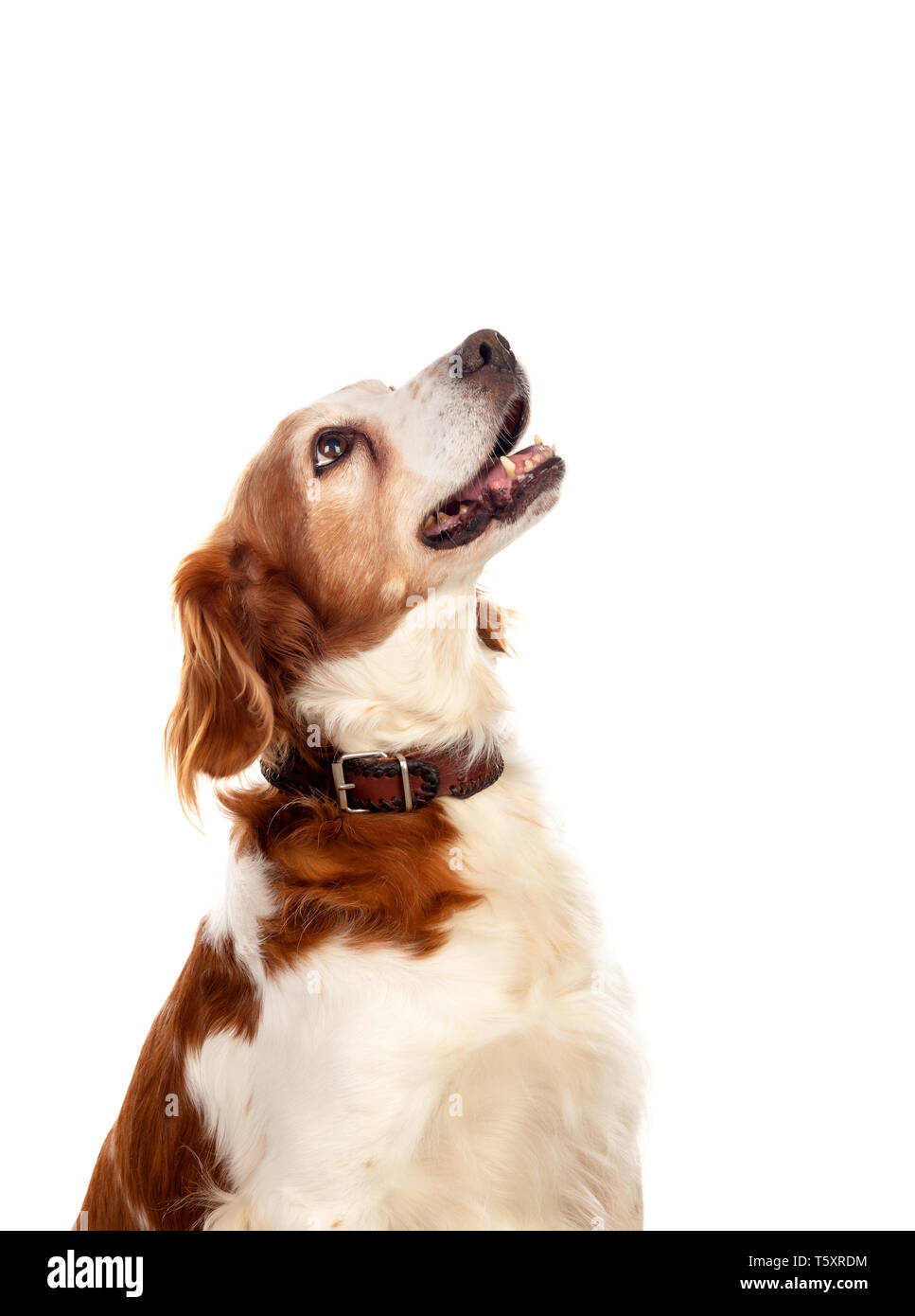Beautiful portraits of a dog isolated on a white background Stock Photo ...
