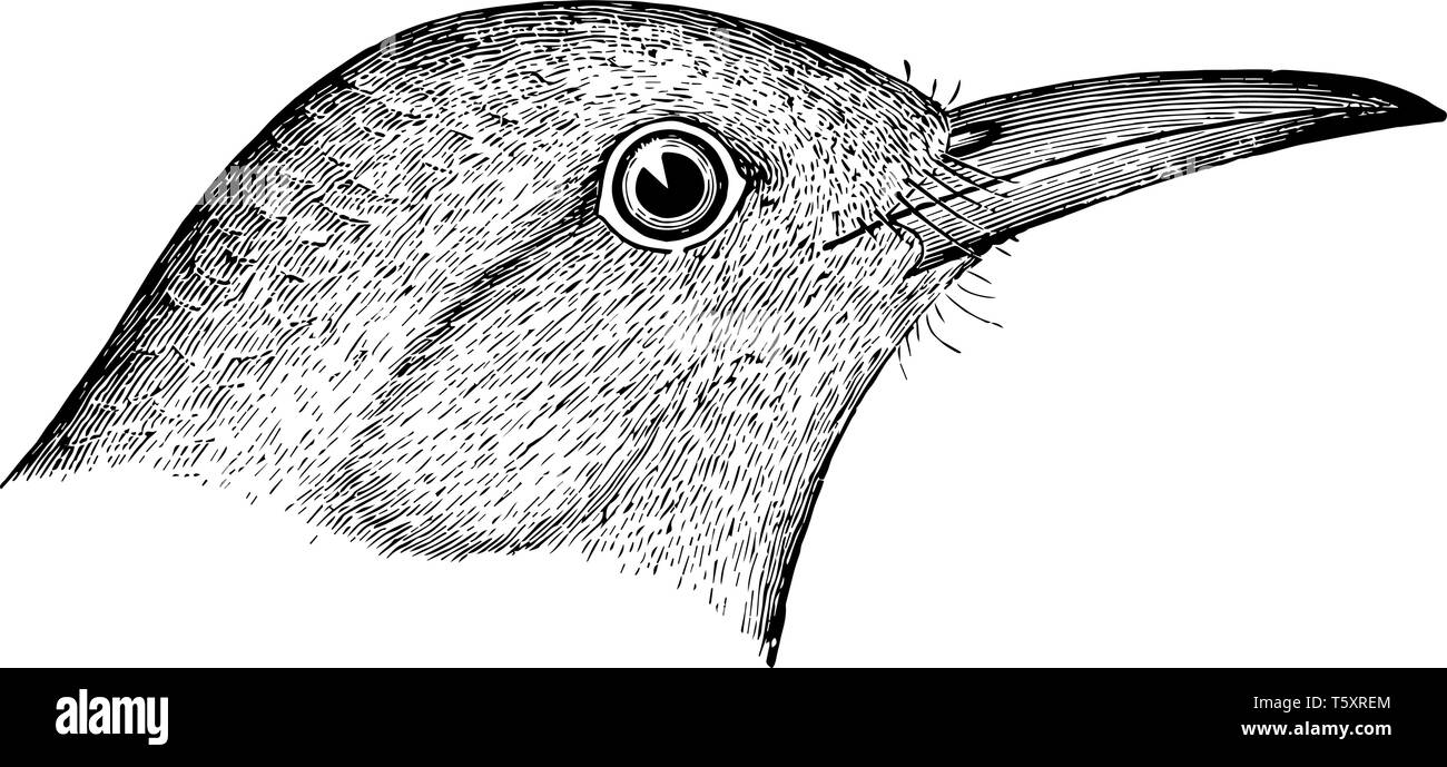 Arizona Thrasher is a medium sized mimid, vintage line drawing or ...