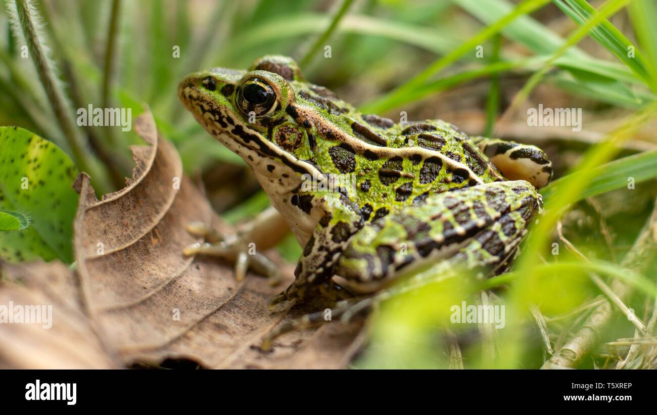 Leopard frog grass hi-res stock photography and images - Alamy