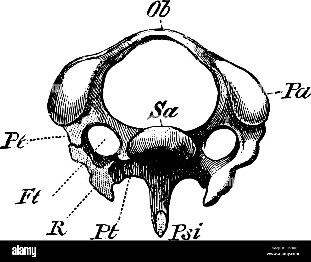 Cervical vertebra drawing hi-res stock photography and images - Alamy