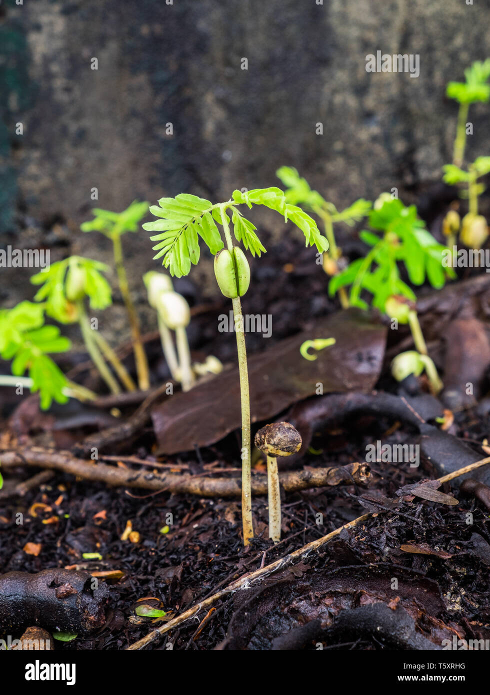 Tamarind sapling hi-res stock photography and images - Alamy