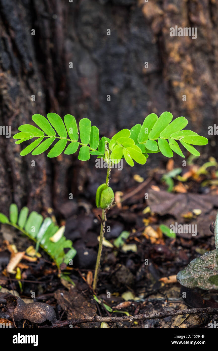 sapling sprout of tamarind on ground Stock Photo - Alamy